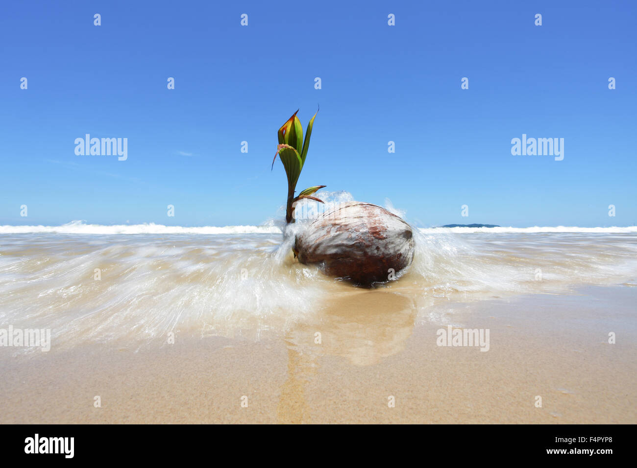 Sea coconut seed hi-res stock photography and images - Alamy