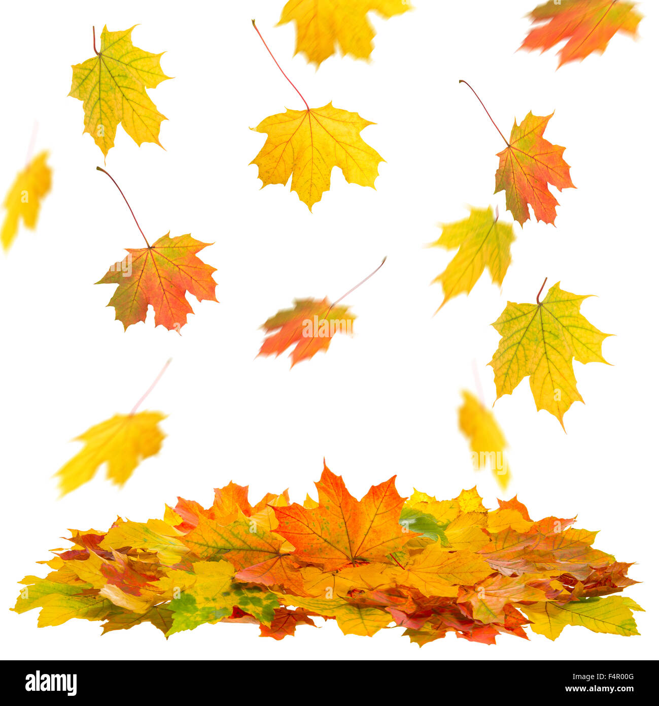 Red and yellow falling maple leaves isolated on white background ...