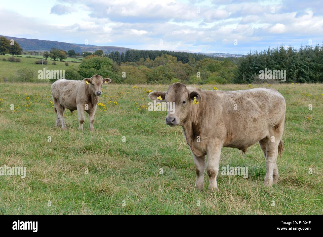 Two bulls in field hi-res stock photography and images - Alamy