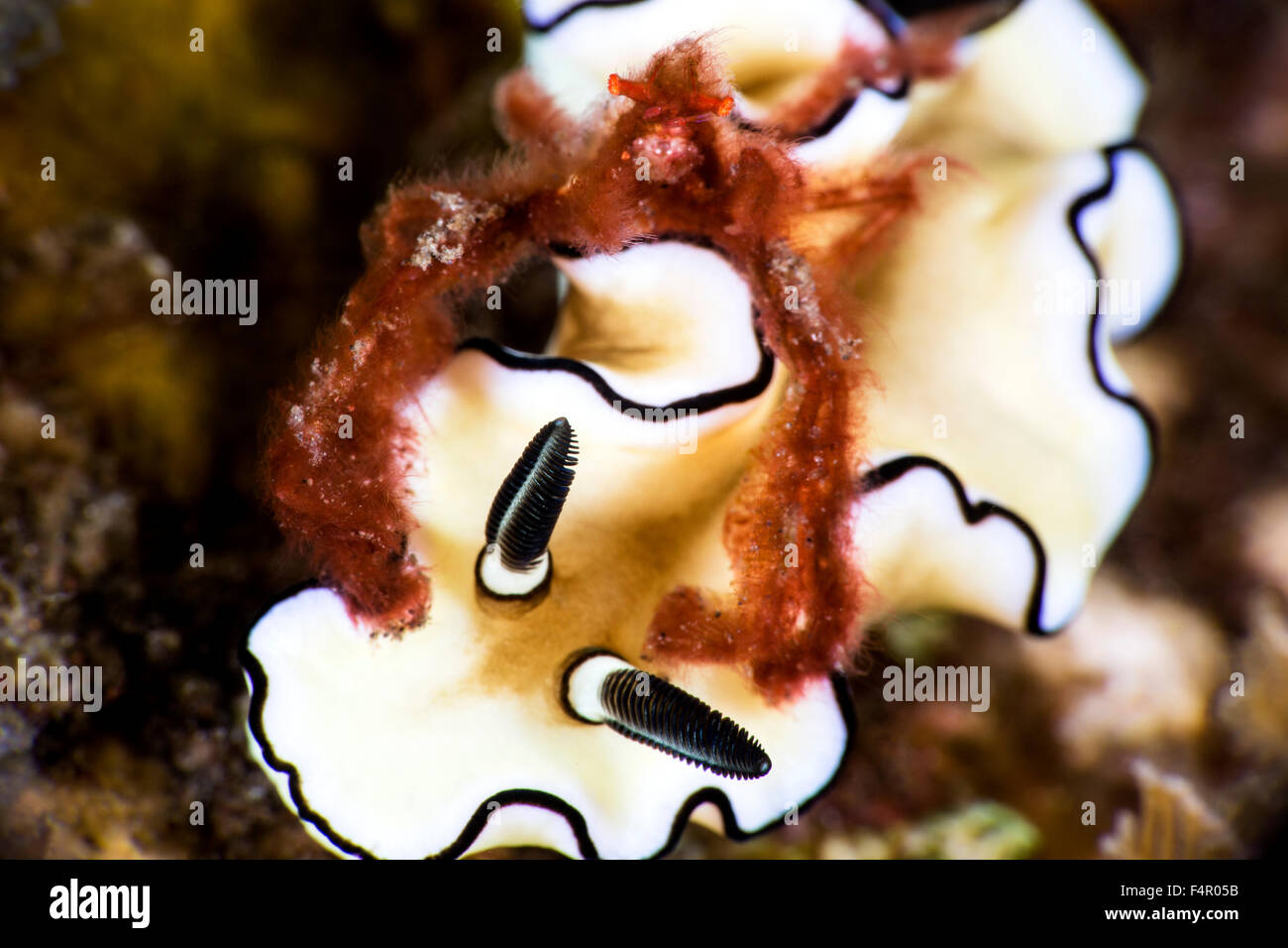 Nudibranch face hi-res stock photography and images - Alamy