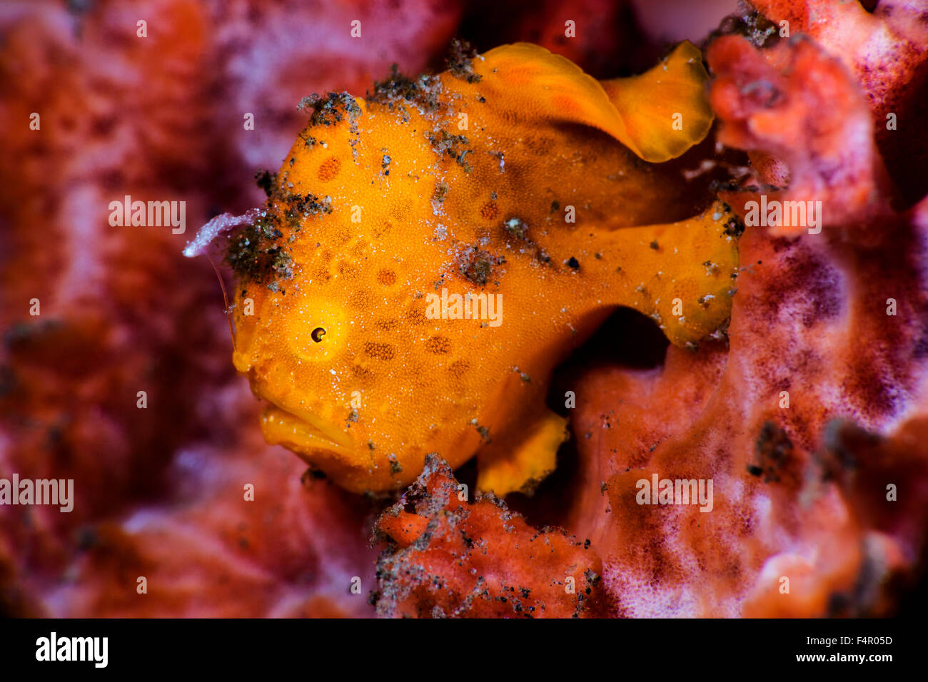 Wiggling fish hi-res stock photography and images - Alamy