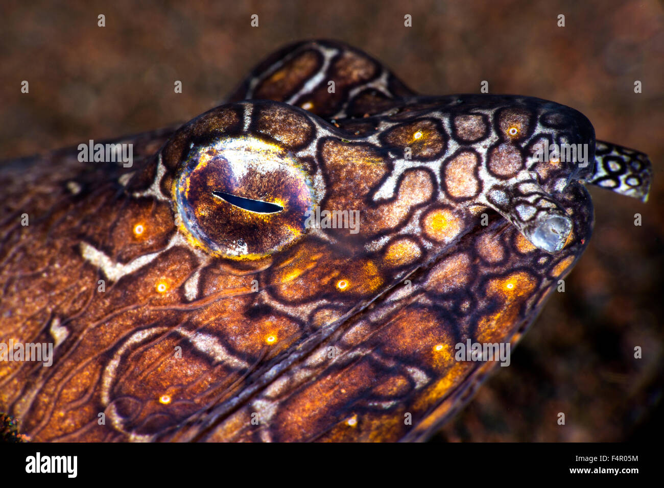 Clown Snake Eel Looking at the Camera in Close-up Stock Photo - Alamy