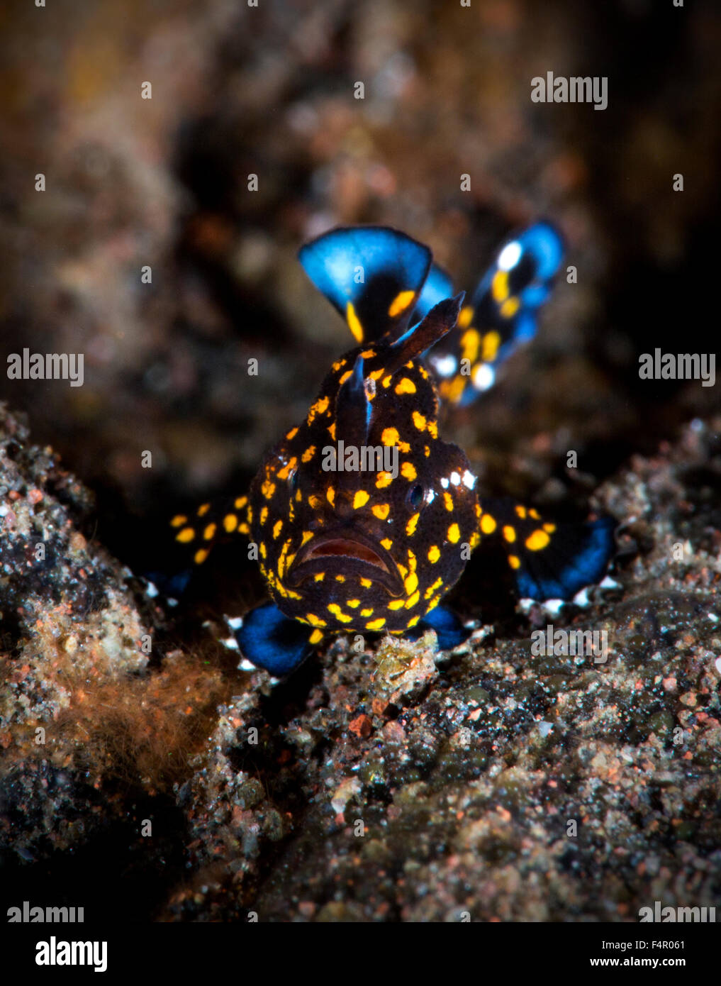 Tiny Juvenile Clown Frogfish Crawling on a Yellow Sponge Stock Photo ...