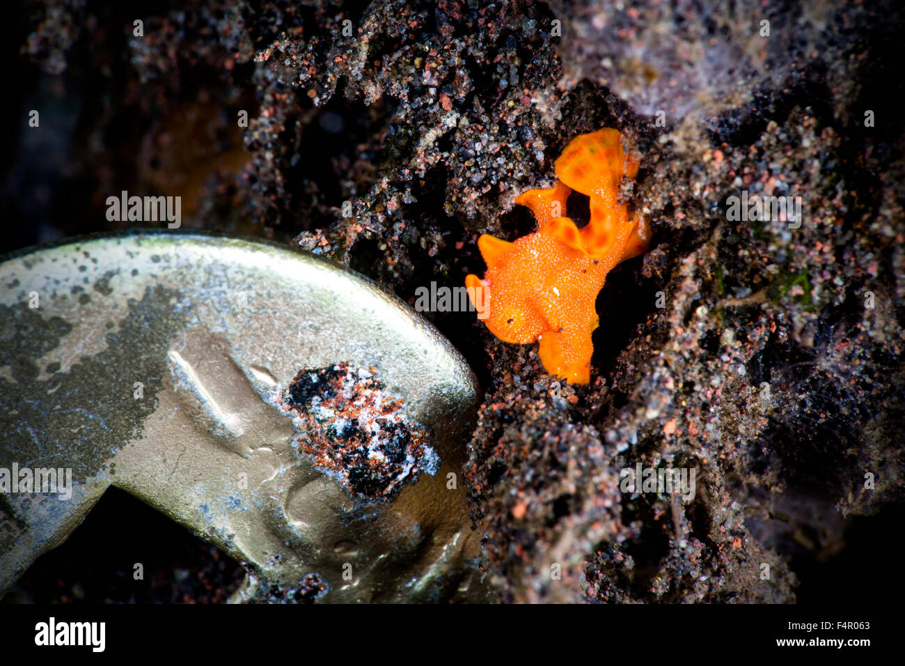 Tiny Juvenile Baby Painted Frogfish Next to a Coin for Comparison Stock ...