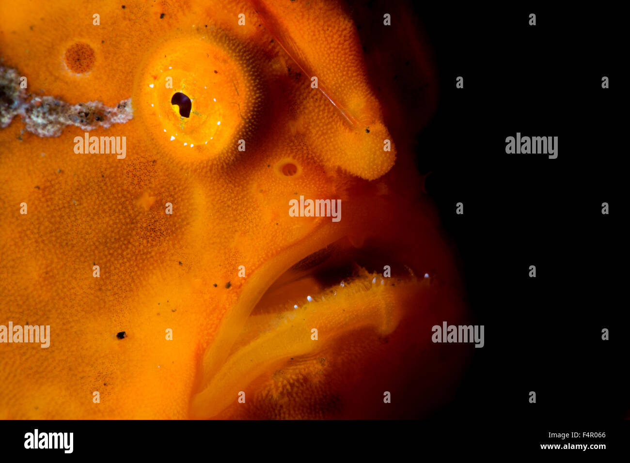 Close up Yellow Frogfish Portrait Detail of Face Showing Teeth and Lure ...