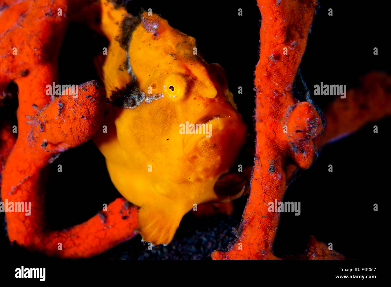 Yellow Frogfish on Orange Coral Stock Photo - Alamy