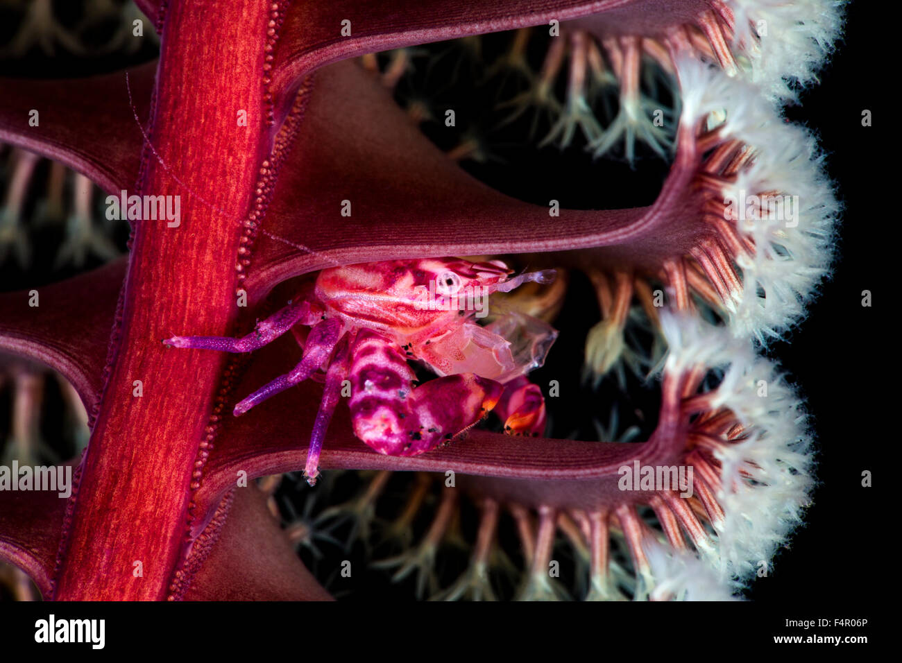 Blue crab feeding in hi-res stock photography and images - Alamy