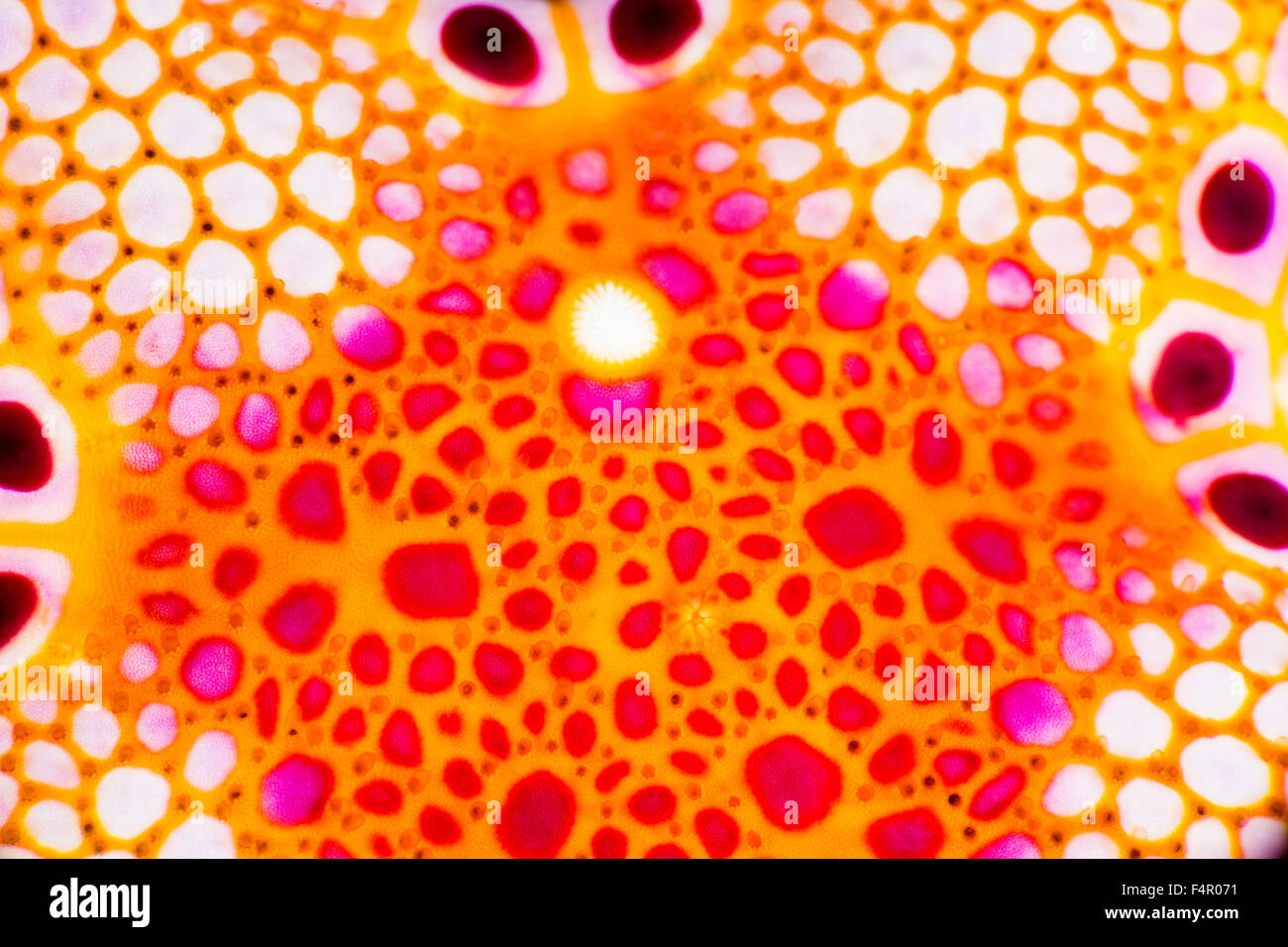 Fish skin texture hi-res stock photography and images - Alamy