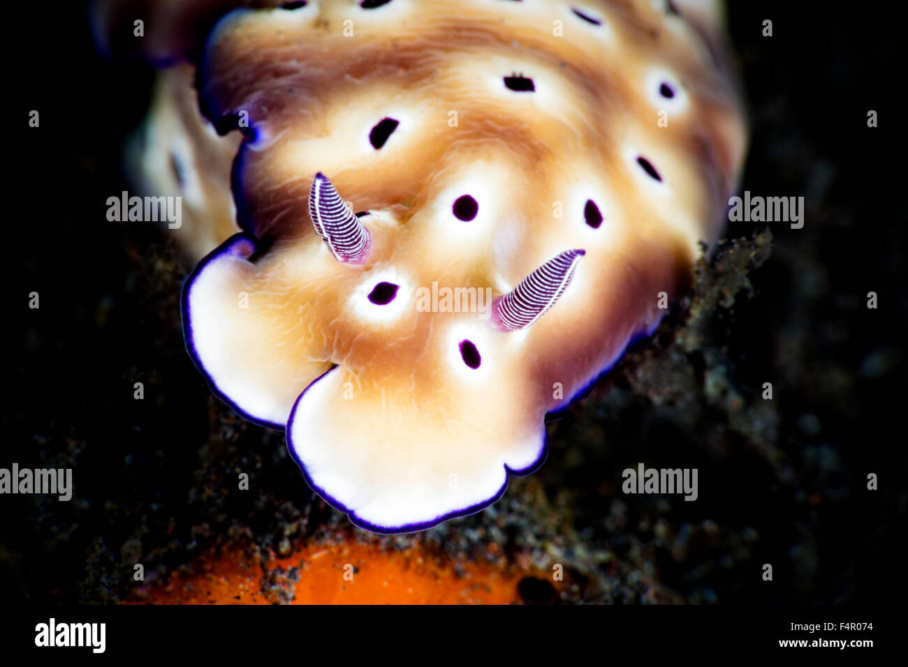 Nudibranch face hi-res stock photography and images - Alamy