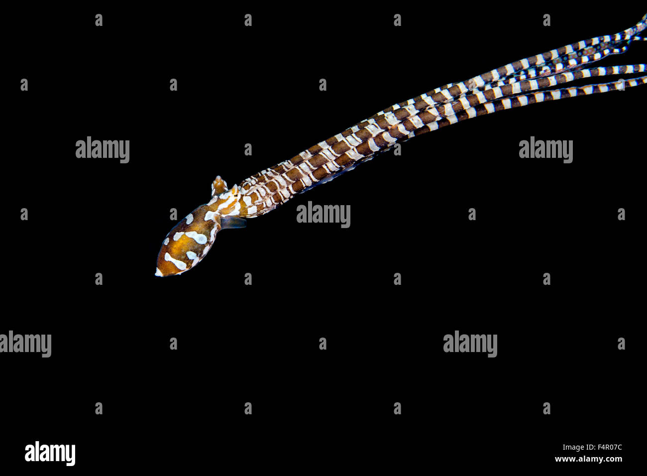 Octopus Swimming High Resolution Stock Photography and Images - Alamy