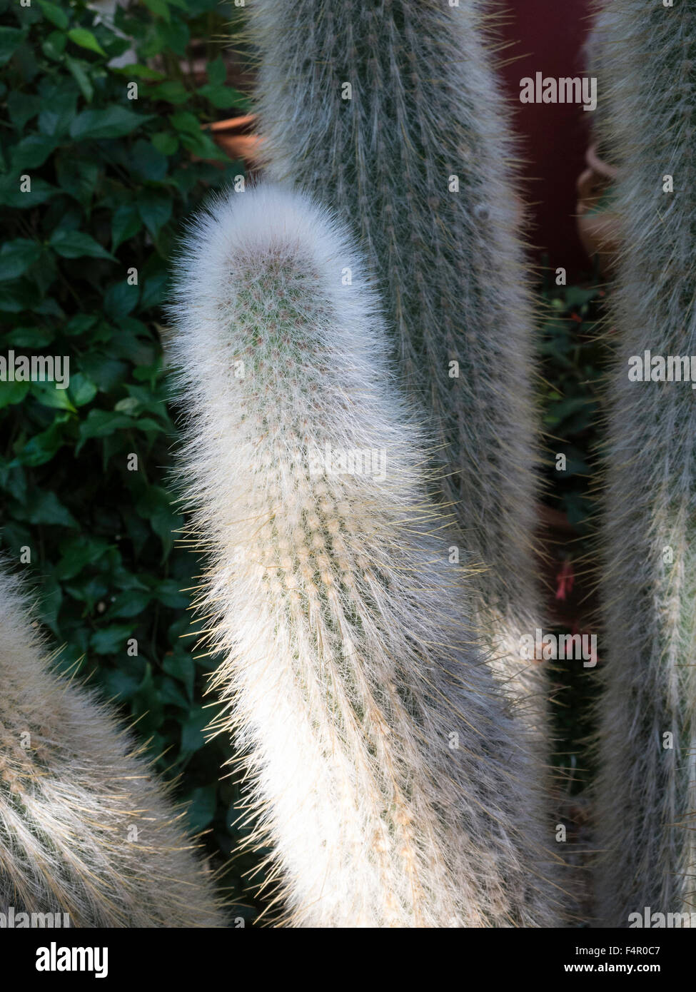 Old Man Cactus, New York Botanical Garden, The Bronx, NY, USA Stock ...