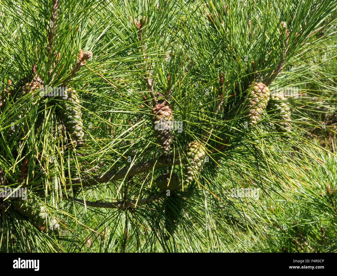 Pine Tree, New York Botanical Garden, The Bronx, NY, USA Stock Photo ...