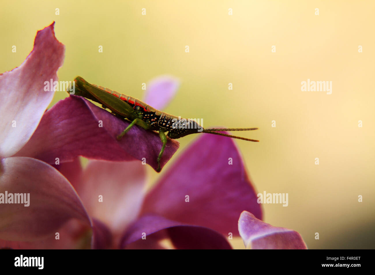 Grasshoppers are insects of the order Orthoptera, suborder Caelifera ...