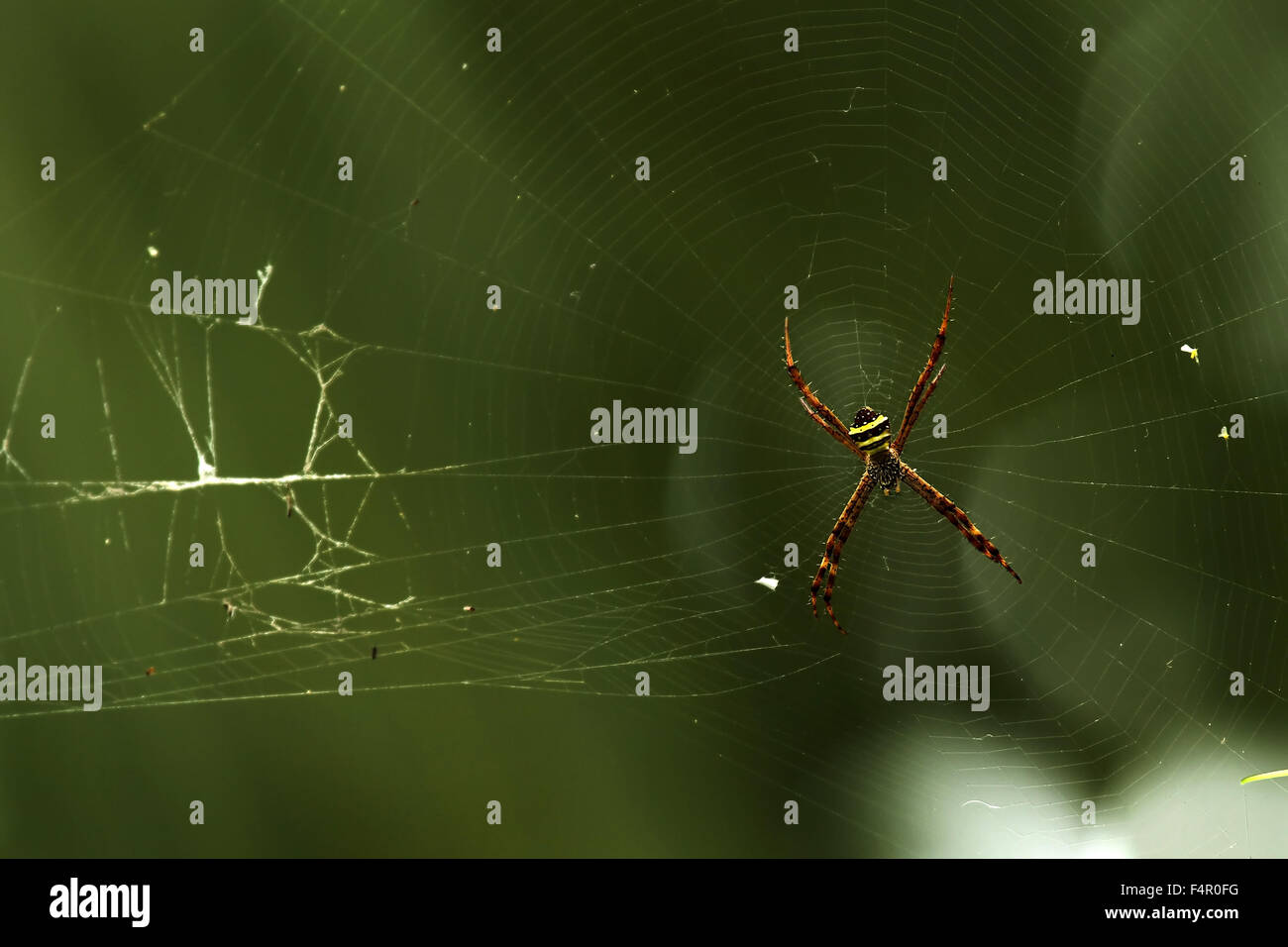 The Northern Golden Orb Weaver Or Giant Golden Orb Weaver Nephila Pilipes Is A Species Of