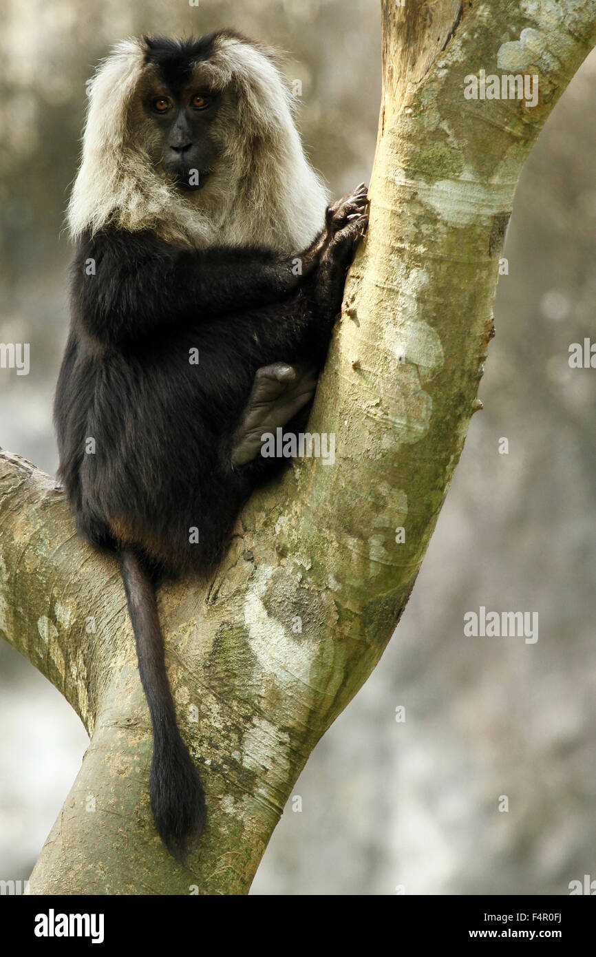 The lion-tailed macaque (Macaca silenus), or the wanderoo, is an Old ...