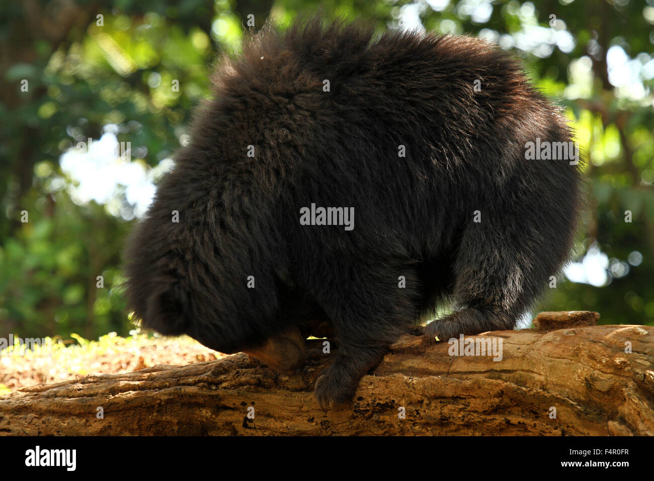 The sloth bear (Melursus ursinus), also known as the Stickney bear or ...