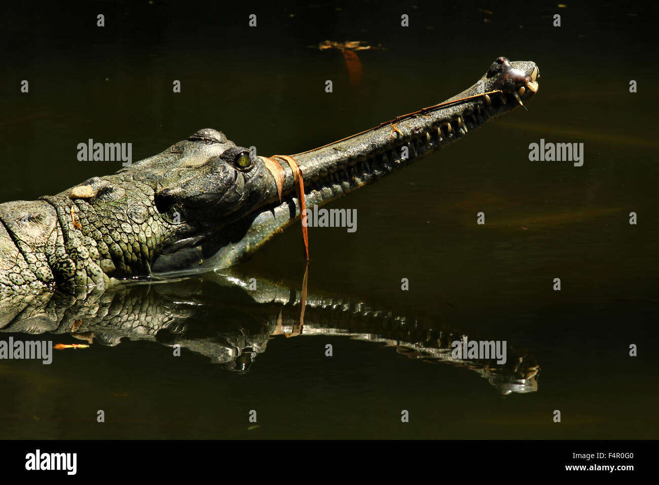 The gharial (Gavialis gangeticus), also known as the gavial, and the ...
