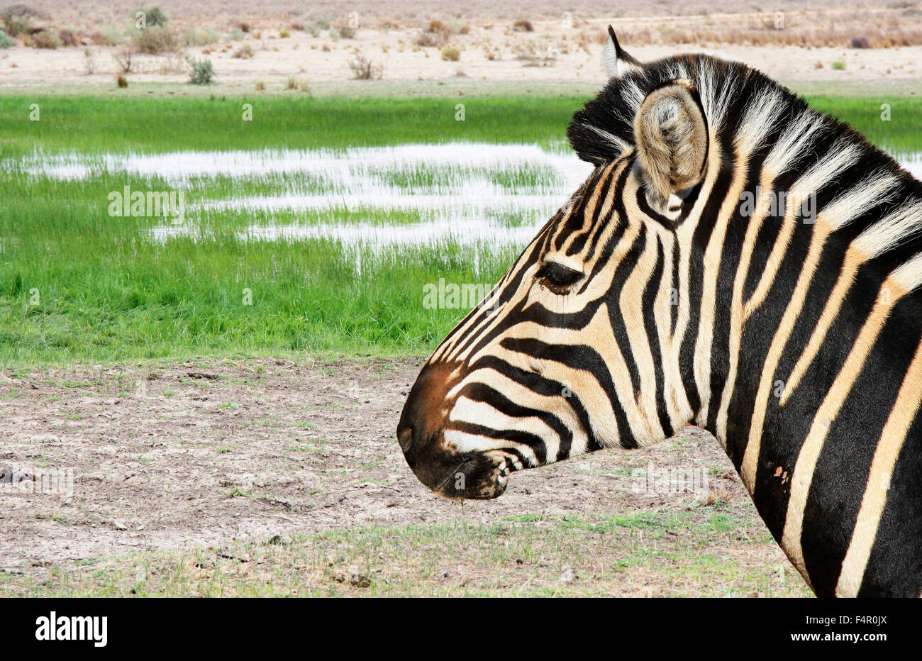 Zebra head view hi-res stock photography and images - Alamy