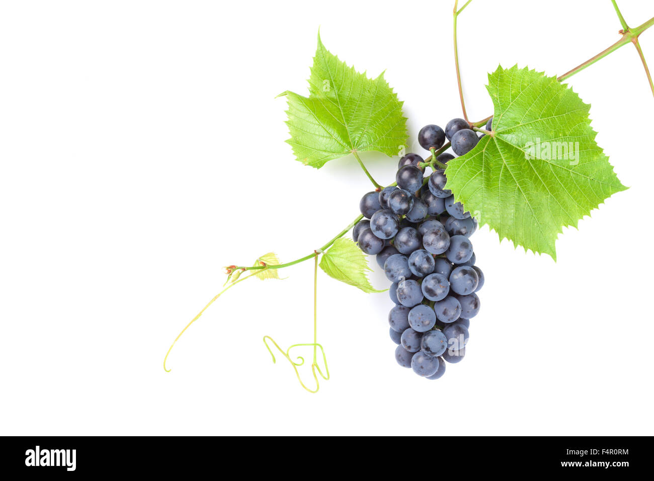 Bunch of red grapes with leaves. Isolated on white background with copy ...