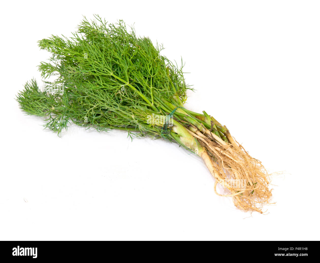 leaf of green dill, isolated over white background Stock Photo - Alamy