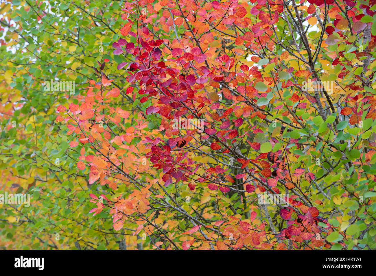 Populus tremula. Aspen trees changing colours in autumn in the Scottish ...