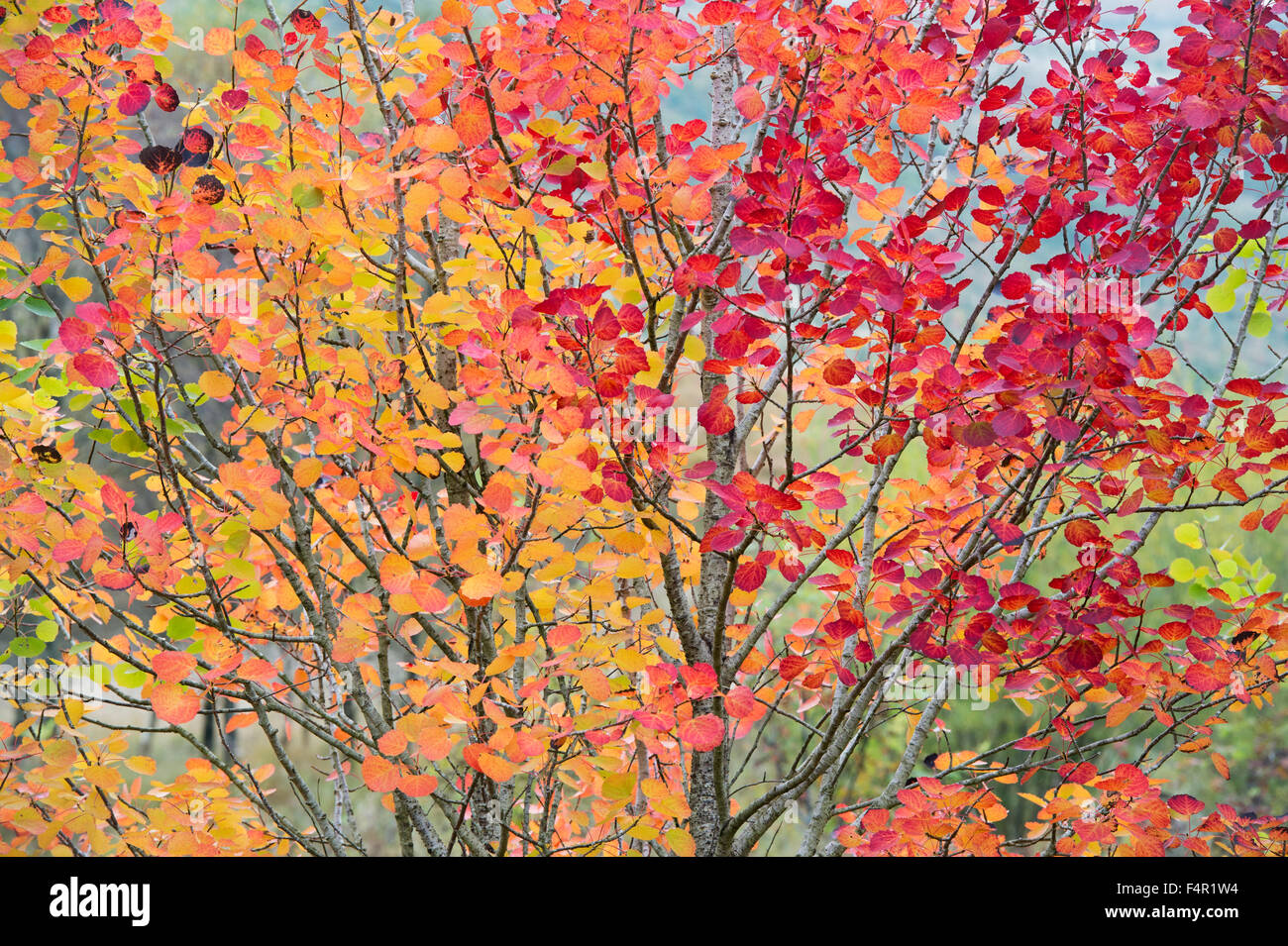 Populus tremula. Aspen trees changing colours in autumn in the Scottish ...