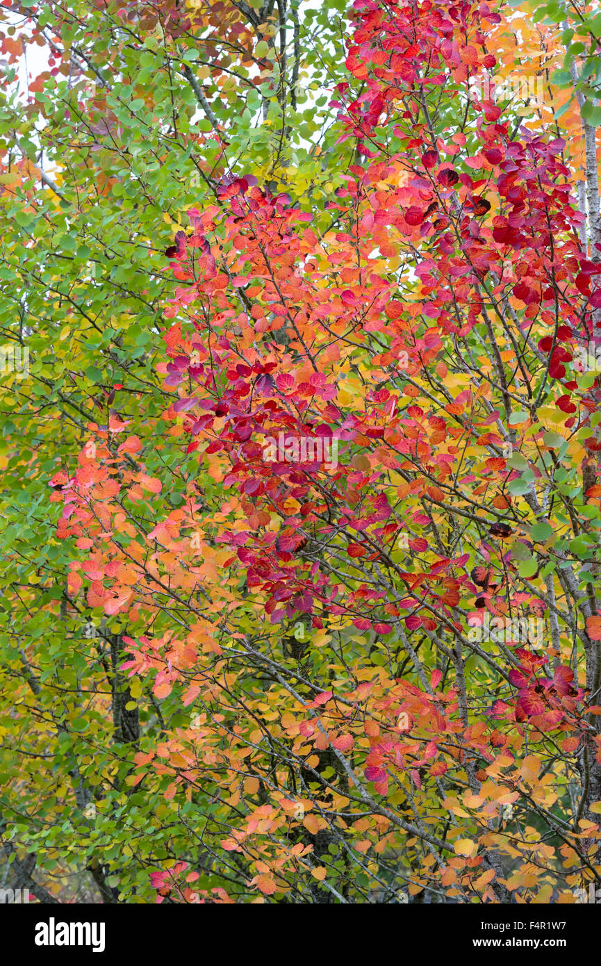 Populus tremula. Aspen trees changing colours in autumn in the Scottish ...