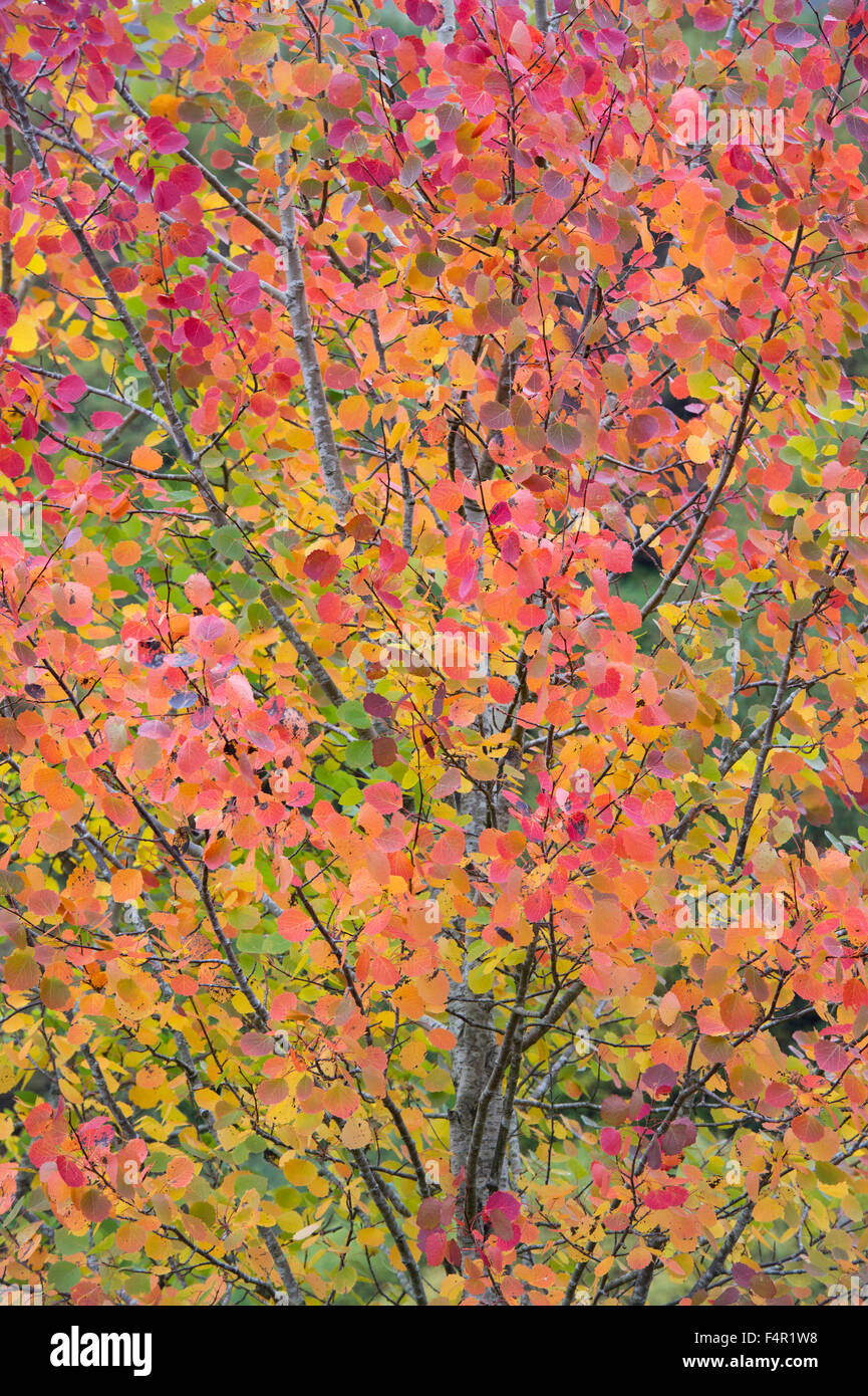 Populus tremula. Aspen trees changing colours in autumn in the Scottish ...