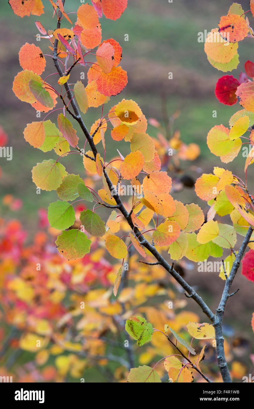 Populus tremula uk autumn leaf hi-res stock photography and images - Alamy