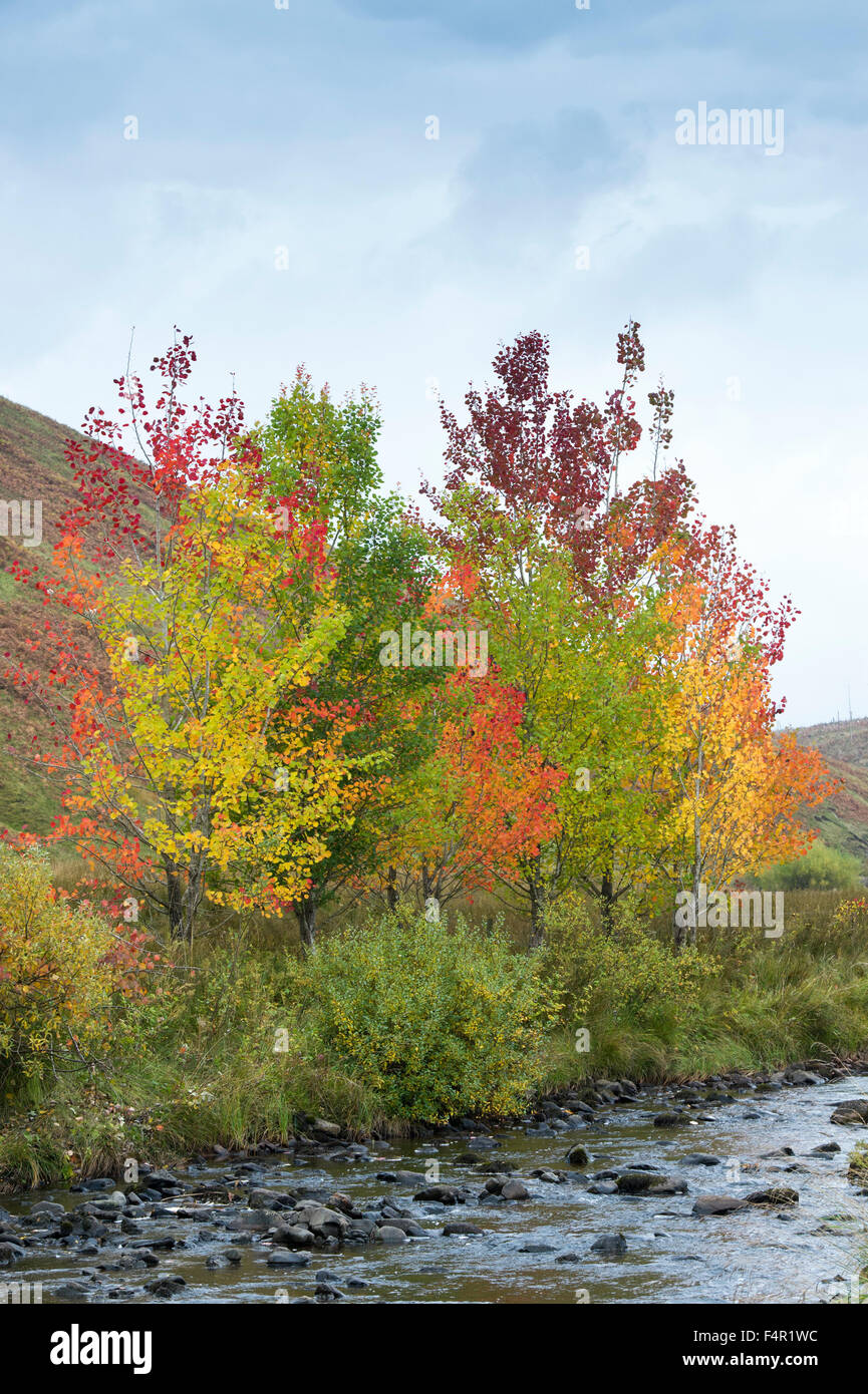 Populus tremula hi-res stock photography and images - Alamy