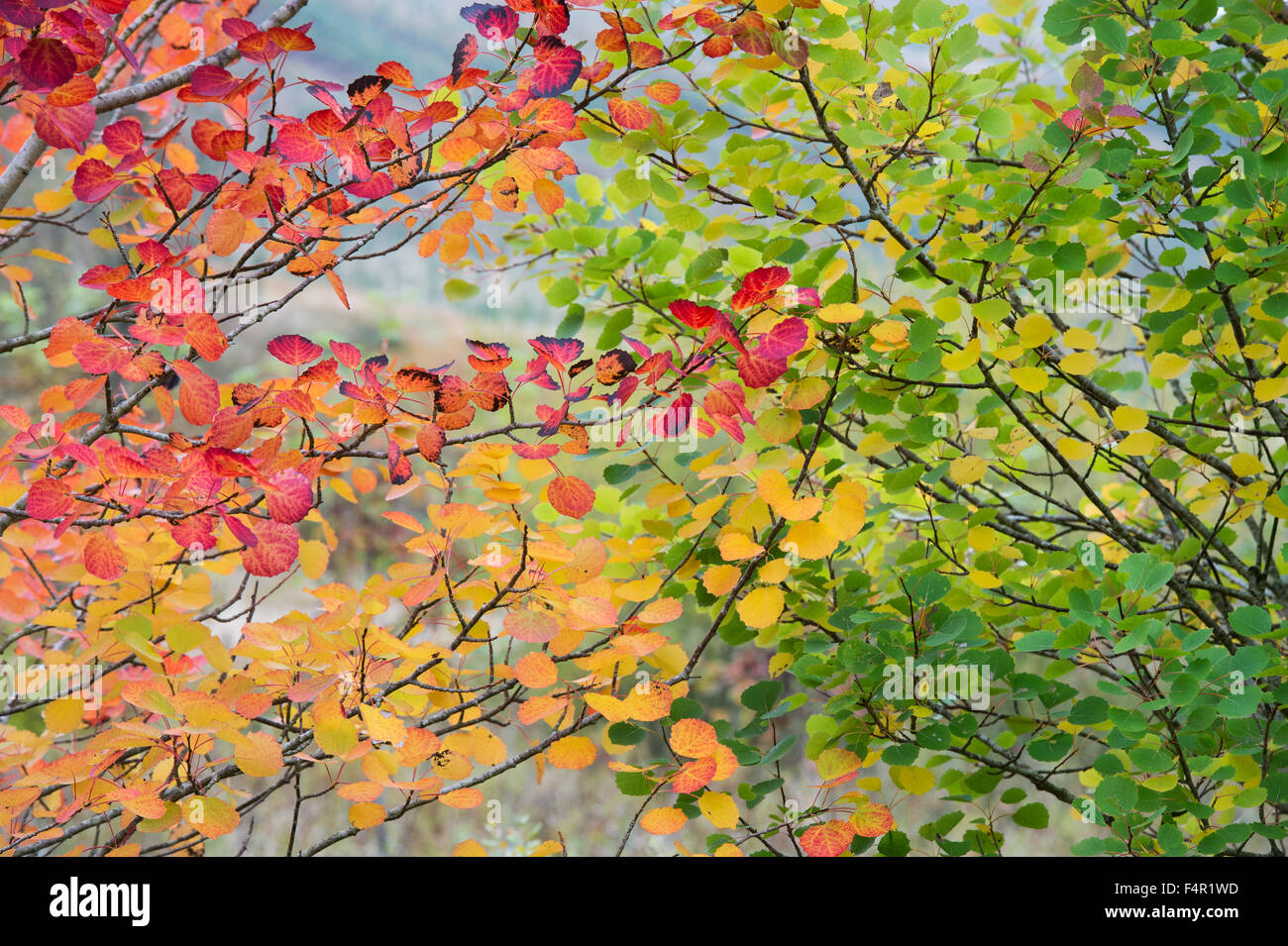 Populus tremula. Aspen trees changing colours in autumn in the Scottish ...