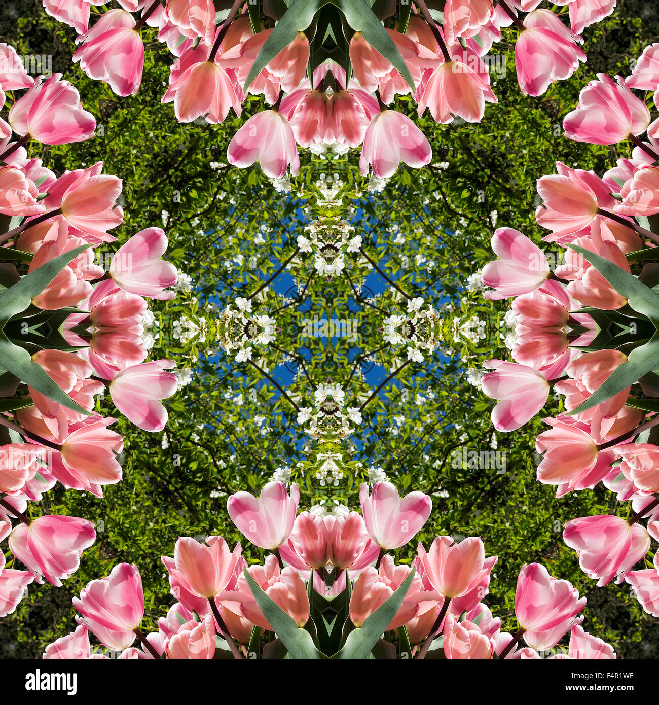 Geometric tulips hi-res stock photography and images - Alamy