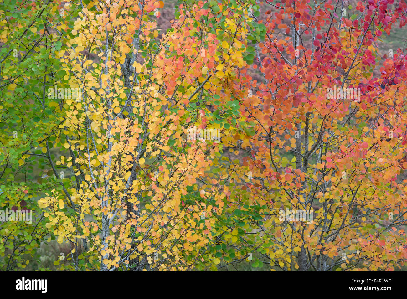 Populus tremula. Aspen trees changing colours in autumn in the Scottish ...
