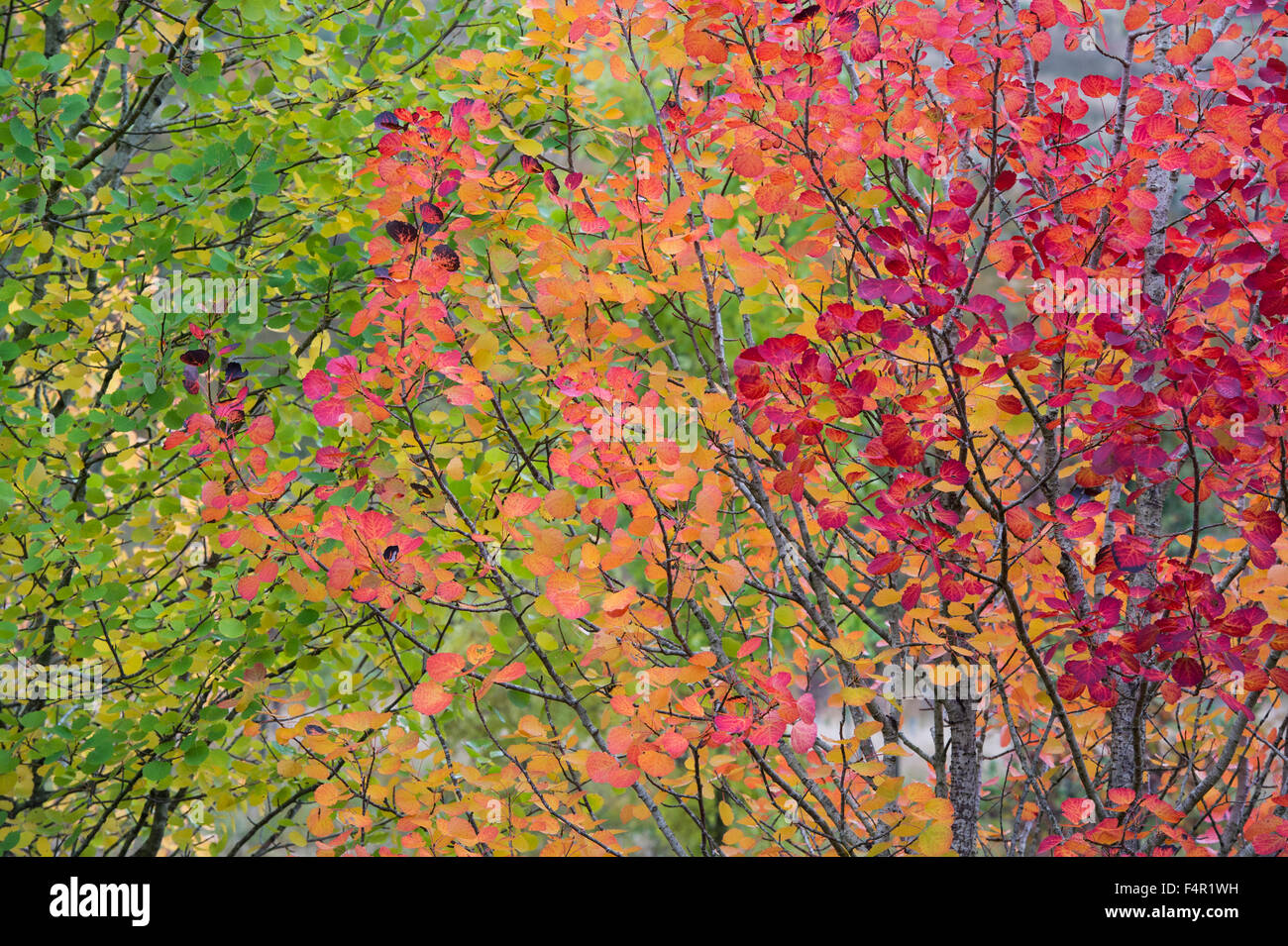 Populus tremula. Aspen trees changing colours in autumn in the Scottish ...