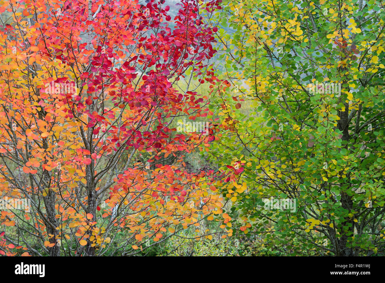 Aspen trees colours hi-res stock photography and images - Alamy