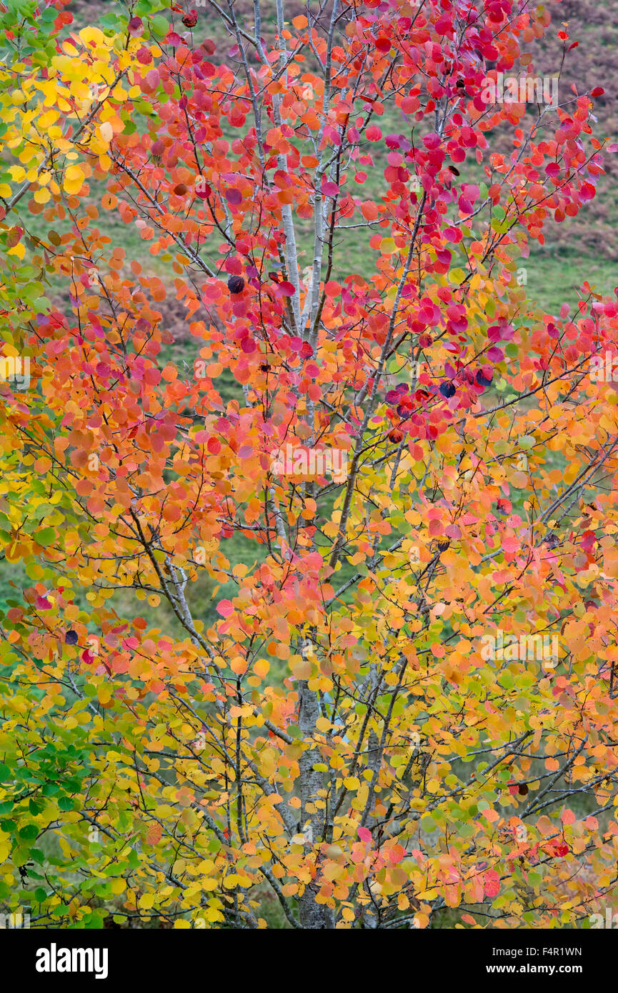 Populus tremula. Aspen trees changing colours in autumn in the Scottish ...