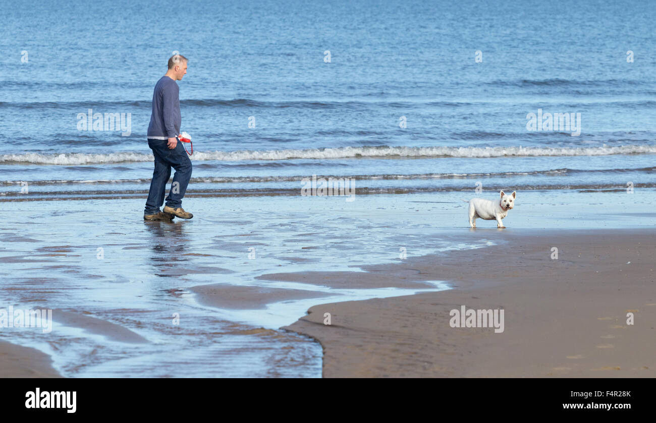 Dog walker on beach. UK Stock Photo - Alamy