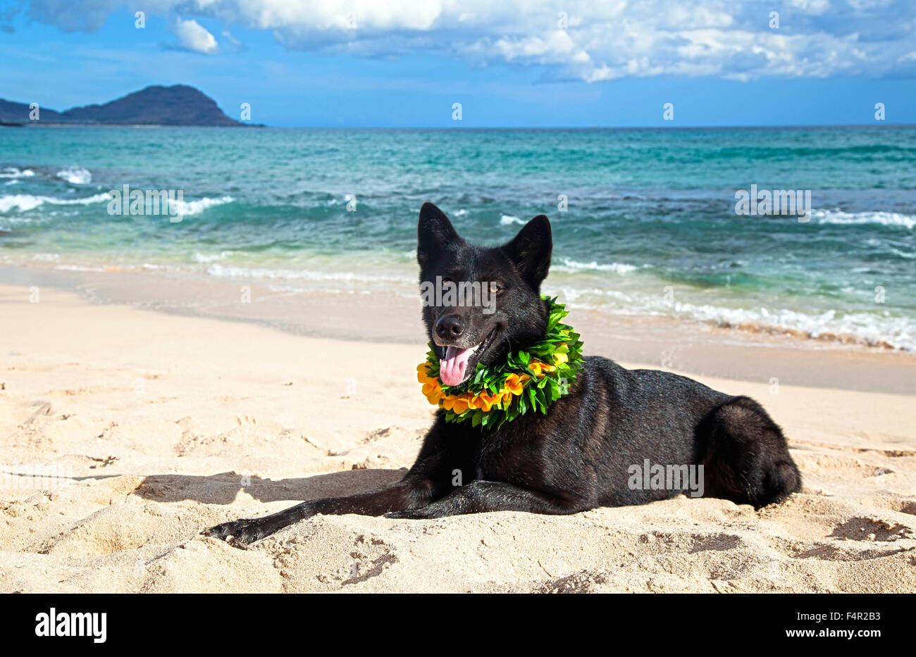 What to see in hawaii hi-res stock photography and images - Alamy