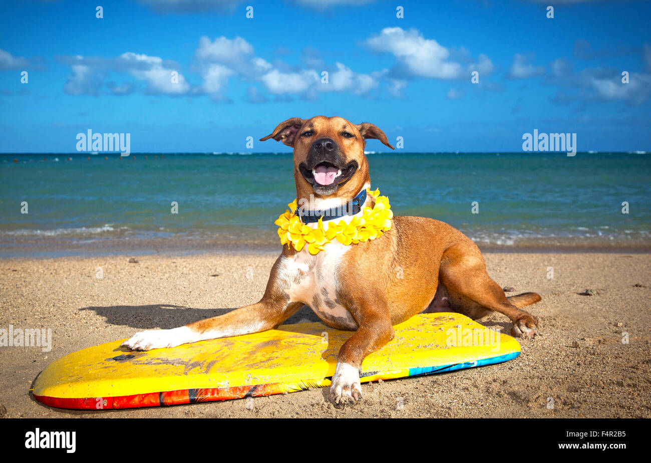 Gorgeous smiling Happy Rescue Hound Dog on surfboard on beach in Hawaii ...