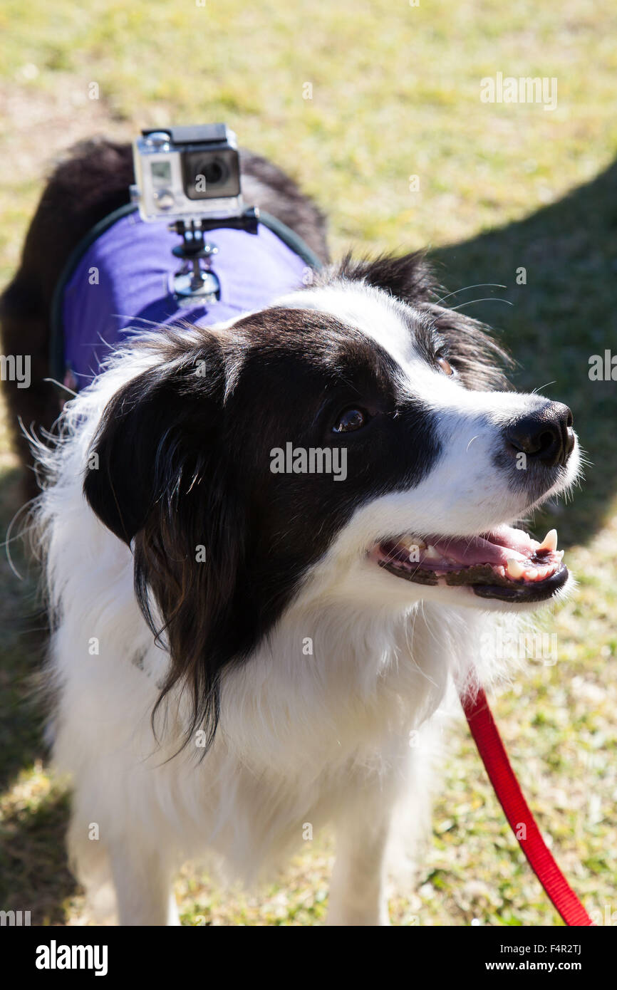 Border Collie Back High Resolution Stock Photography and Images - Alamy