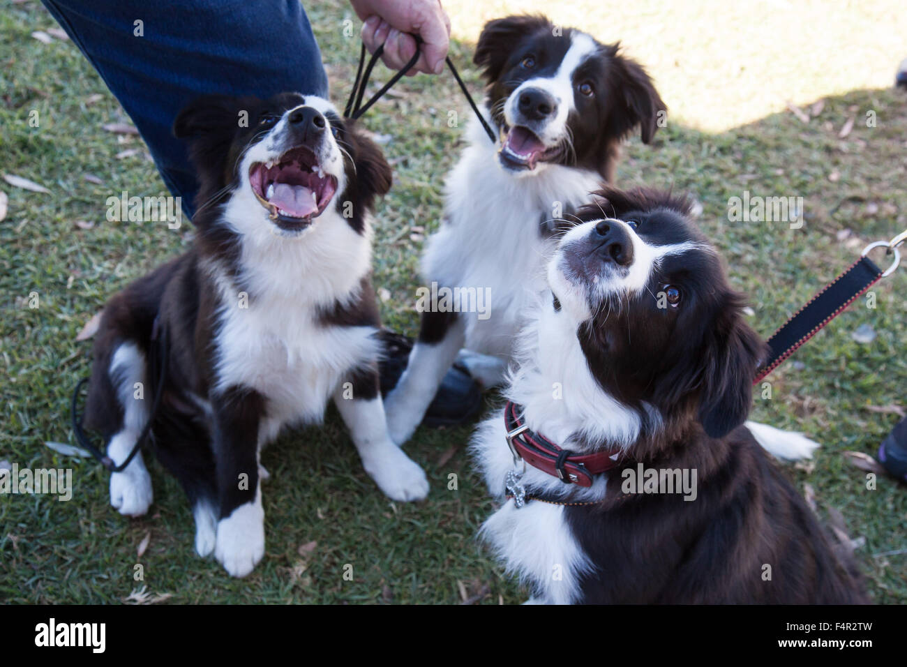 Three Border Collie pups at the Border Collie Fun Day, Sydney ...