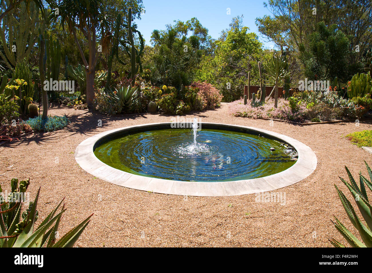Australian cactus hi-res stock photography and images - Alamy