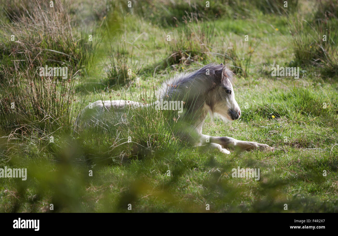 One of the wild ponies that roam the Gower peninsula in Swansea, UK ...