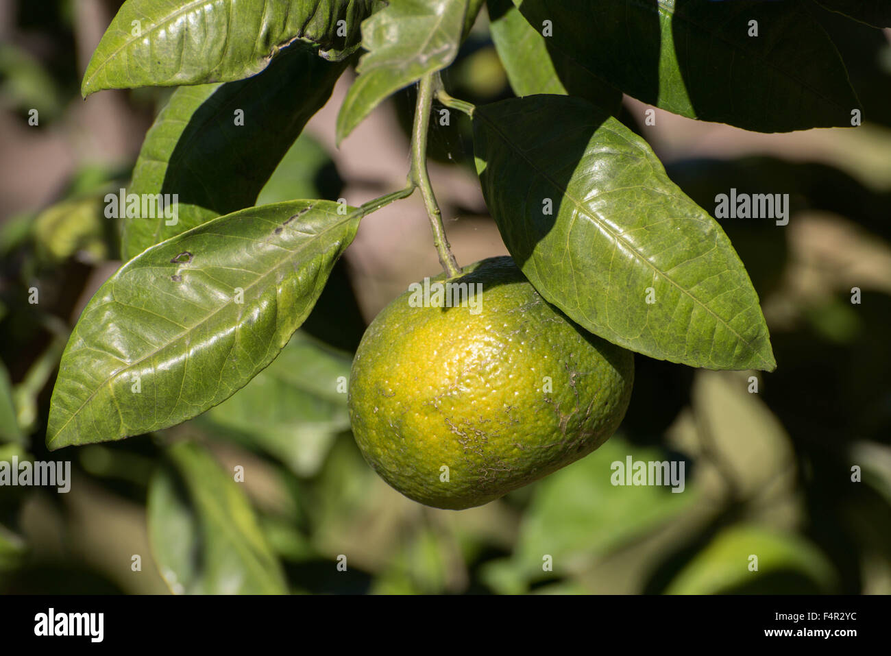 tree branch with organic oranges growing in fresh sunshine Stock Photo ...