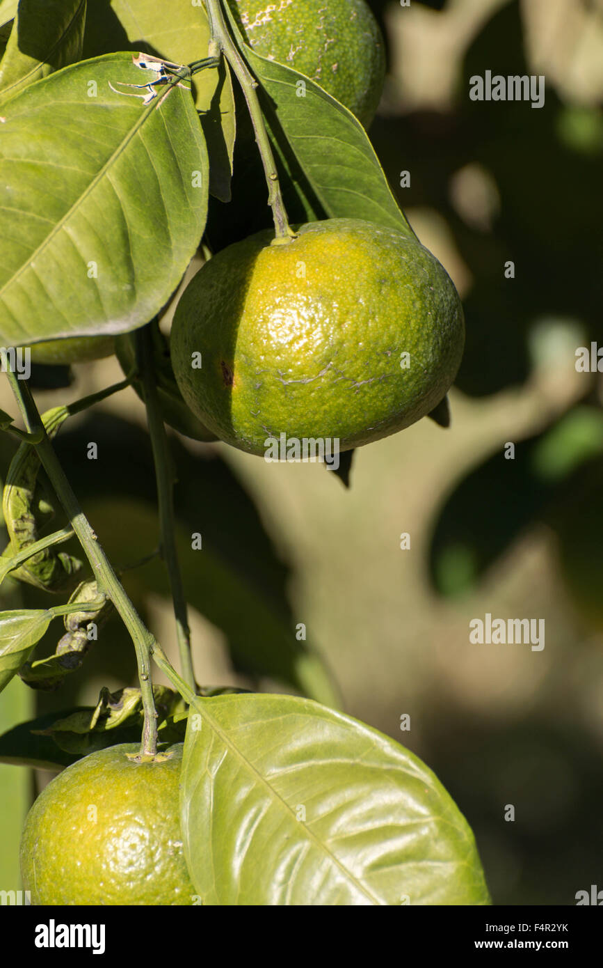 tree branch with organic oranges growing in fresh sunshine Stock Photo ...