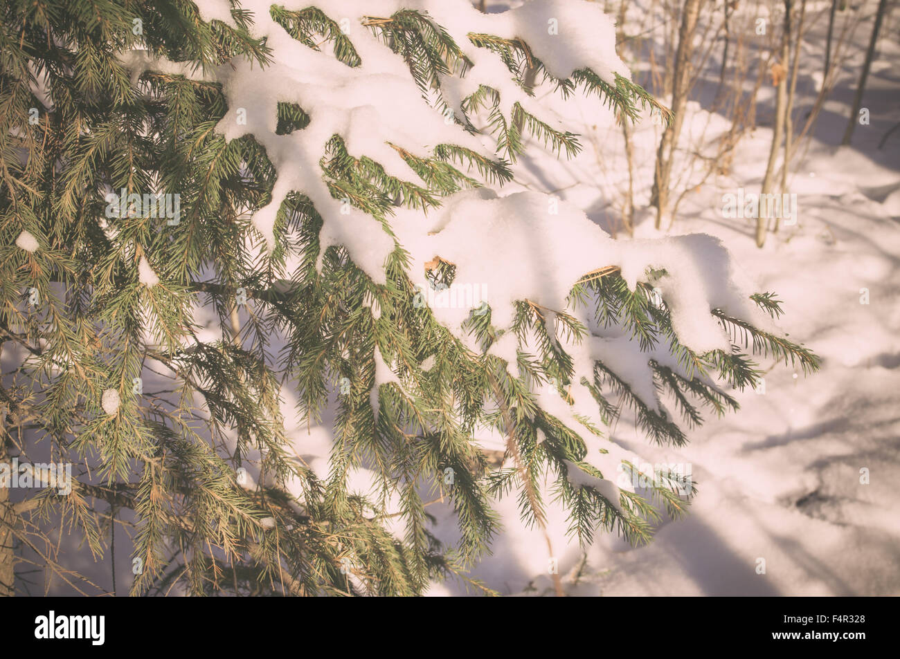 Spruce branches with snow in the winter forest Stock Photo - Alamy