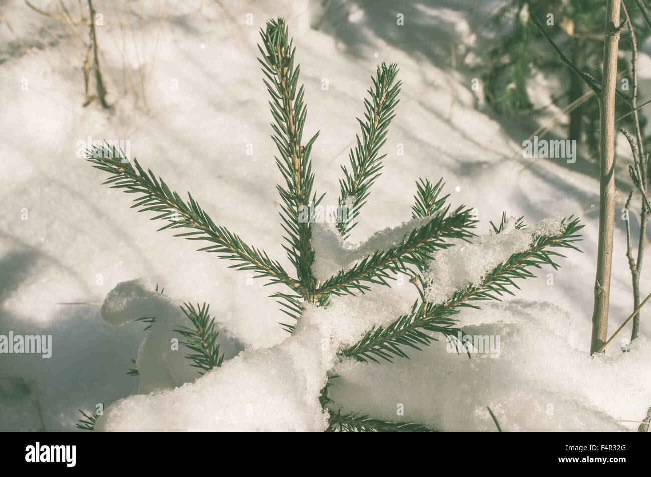 Spruce branches with snow in the winter forest Stock Photo - Alamy