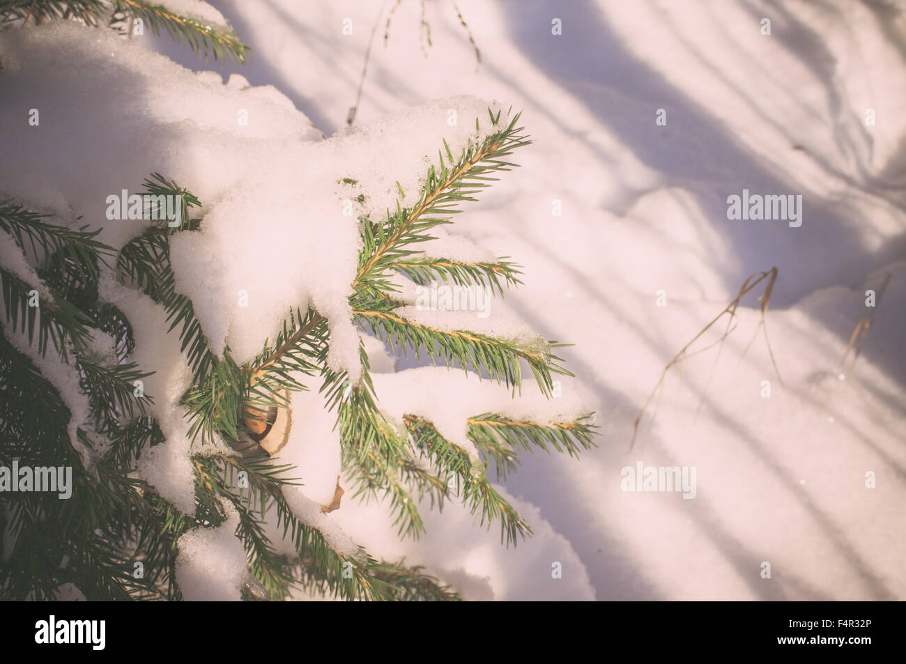 Spruce branches with snow in the winter forest Stock Photo - Alamy