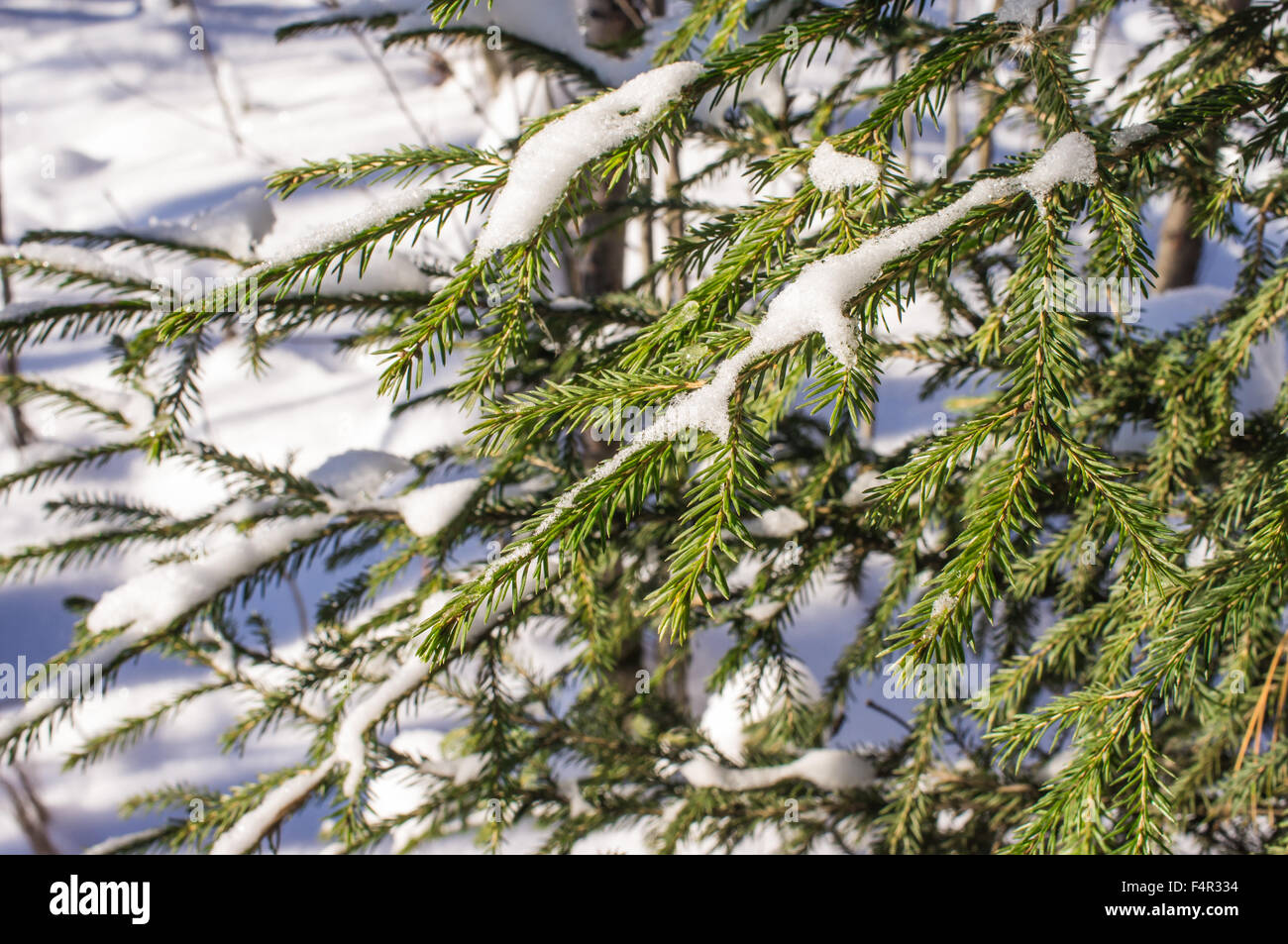 Spruce branches with snow in the winter forest Stock Photo - Alamy