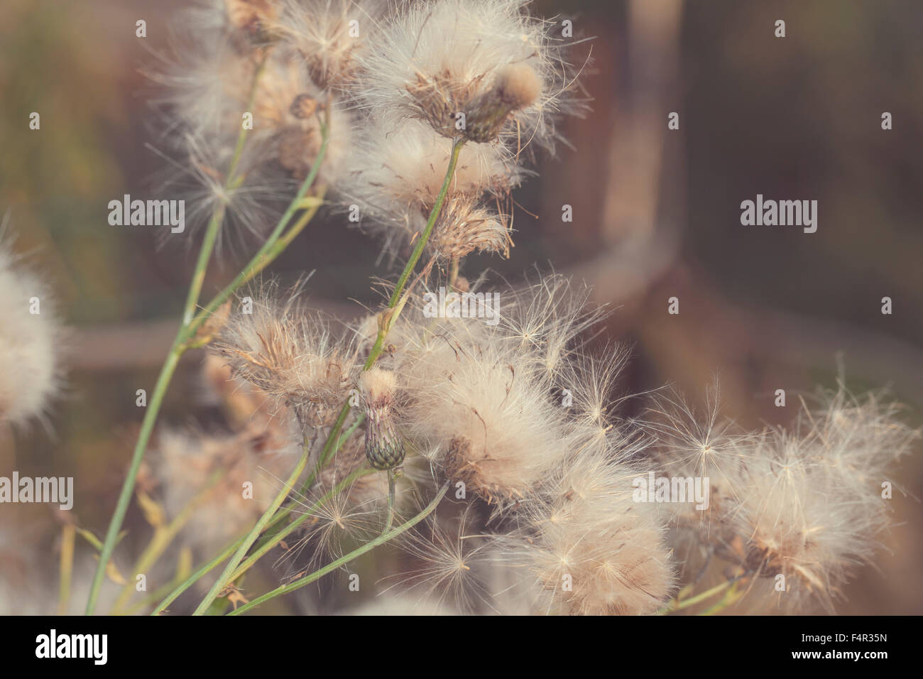 Dandelion seed fly in space hi-res stock photography and images - Alamy